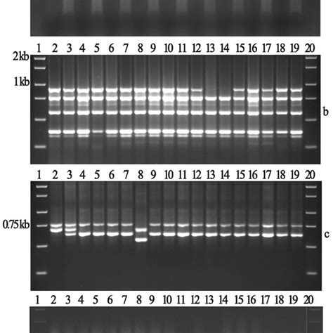 Endonuclease Restriction Digest Of Genomic Dnas And Application In Pcr