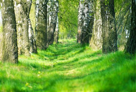 树高清图片下载 正版图片303306574 摄图网