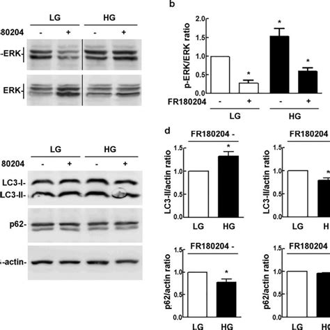 Western Blot Analysis Of Autophagy Markers In Cells Exposed To Lg Or Hg