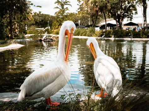Zoo Miami • Your Guide To America