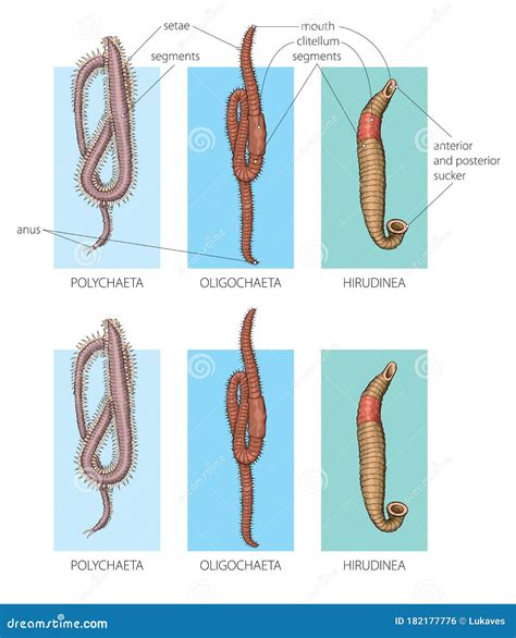 Top 100 Pictures Types Skin Worms In Humans Pictures Completed