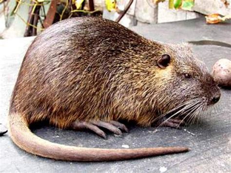 Можно ли есть мясо нутрии Ислам в Дагестане