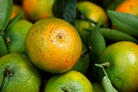 Мандарин Цитрусовые Фрукты Бесплатное фото на Pixabay Pixabay