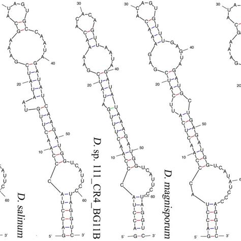 Comparison Of Secondary Structures Of The D1 D1´ Helices From 16s To Download Scientific
