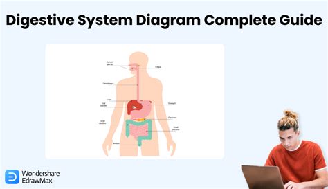 Digestive System Diagram Complete Guide EdrawMax