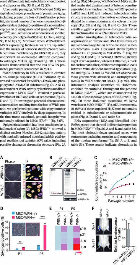 Wrn Deficient Mscs Exhibit Phenotypes Associated With Premature Download Scientific Diagram