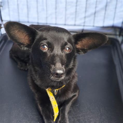 Маленькая собачка в добрые руки купить в Новосибирске бесплатно дата размещения 24 08 2025