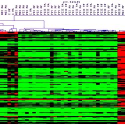 Heat Map Of Sex Specific Genes