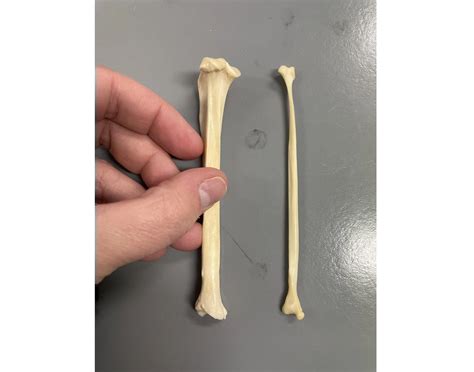Tibia And Fibula Cat Quiz