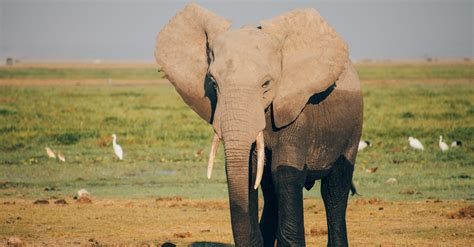 How To Plan An Unforgettable African Safari According To An Expert Maxim