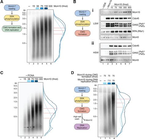 Mcm10 Regulates Dna Replication Elongation By Stimulating The Cmg