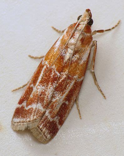 Webbing Coneworm Moth Dioryctria Disclusa