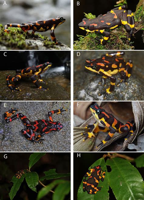 Variants Of Variable Harlequin Toad Atelopus Varius Morph B An Adult