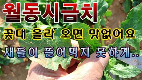 텃밭농부958 월동시금치 꽃대 올라오기 전에 수확새들의 공격 막는법 시금치재배 Youtube
