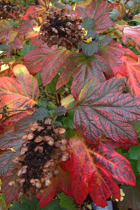 Oakleaf Hydrangea Fall Color