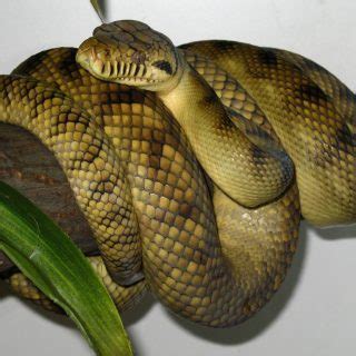 Amethystine Python Facts And Pictures Reptile Fact