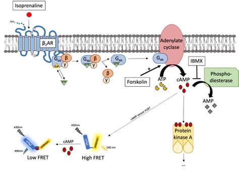 10 Schematic Representation Of The Function Of The Fret Camp Sensor