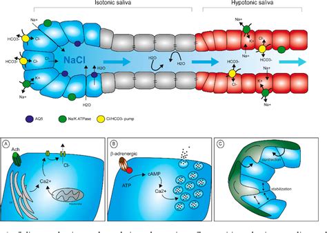 Figure 3 From Physiology Pathology And Regeneration Of Salivary Glands Semantic Scholar