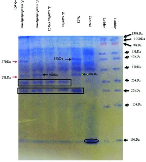 Sds Page Gel Analysis Of Proteins Extracted From Soybean Plants