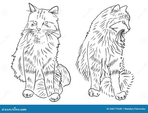 Sitting Cat Front Drawing