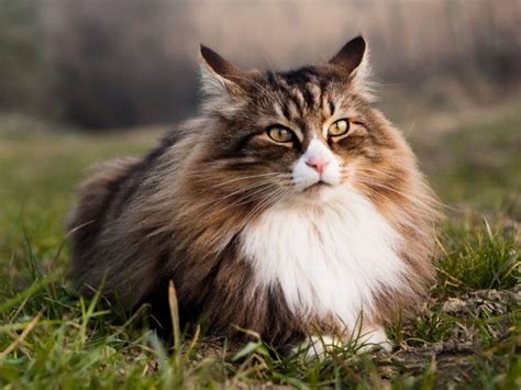 Razas De Gatos Lindas Las Mejores 23 Ideas De Gatos Angora Gatos