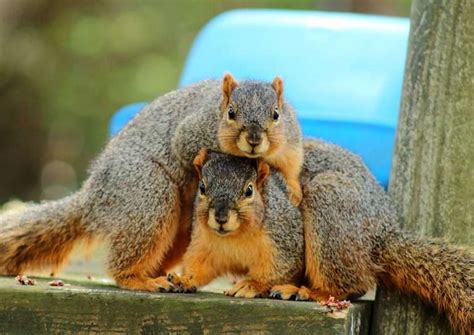Identifying Squirrel Tracks Outdoor Pests