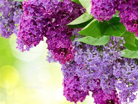 30 عکس از زیبایی گل بنفش که دل شما را میبرد