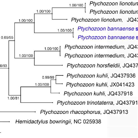 Bayesian Inference Tree Derived From Partial Dna Sequences Of The Download Scientific Diagram