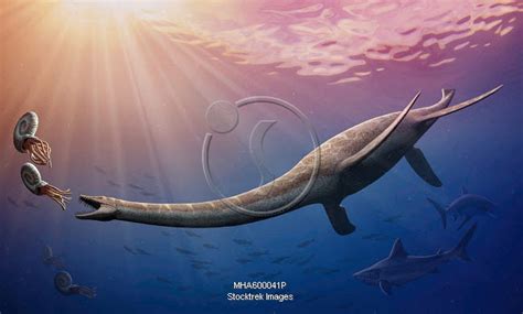 Plesiosaurus Dolichodeirus Hunting Ammonites Stocktrek Images