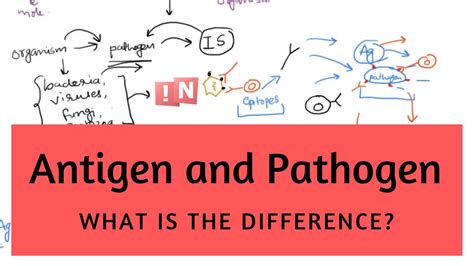 Antigen And Pathogen What Is The Difference Youtube