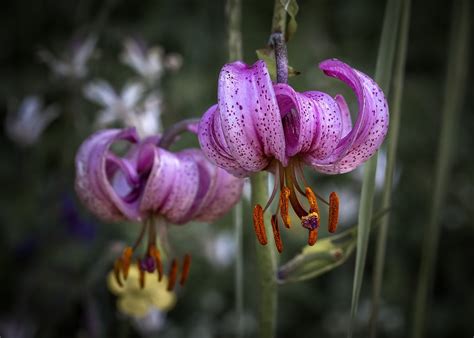 Lily Fleurs La Nature Photo Gratuite Sur Pixabay Pixabay