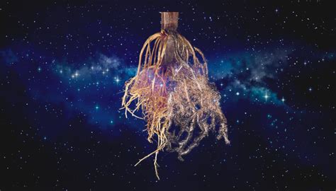 Home Computational Plant