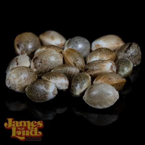 Nobel Tang James Loud Genetics