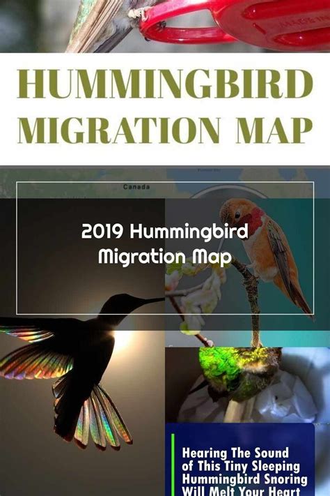 Hummingbirds Hummingbird Migration Map Hummingbird Migration Hummingbird Migrations
