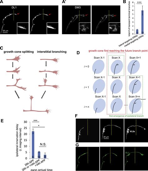 Cellular Bases Of Olfactory Circuit Assembly Revealed By Systematic Time Lapse Imaging Cell