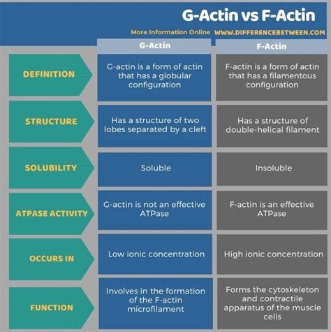 G Actin Vs F Actin Tabular Form