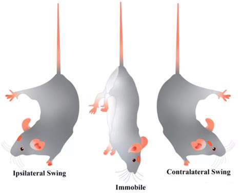 学习笔记 ｜ 小鼠经典行为学实验分享 知乎