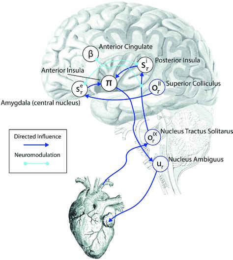 Computational Neuroanatomy Of Interoception The Schematic Above Shows Download Scientific