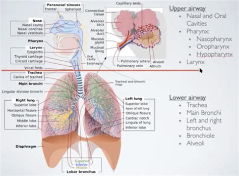 Trachea And Bronchi Biology Terms And Definitions Guide Flashcards Quizlet
