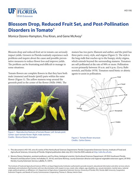 Pdf Blossom Drop Reduced Fruit Set And Post Pollination Disorders In Tomato