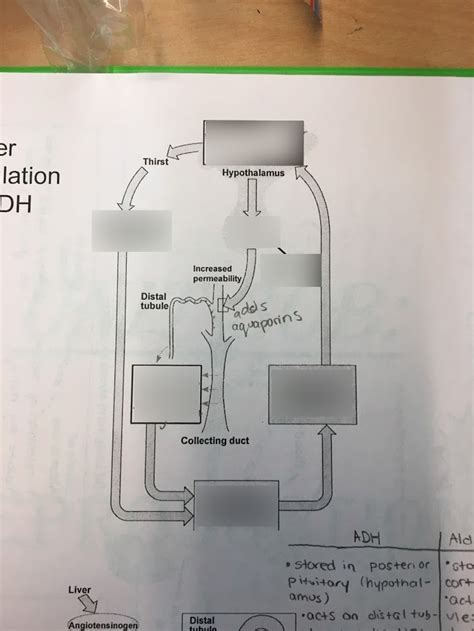 ADH Feedback Diagram Quizlet