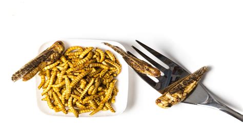 Fao Highlights Possible Food Safety Issues With Edible Insects Food