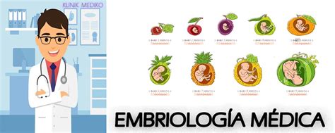 EmbriologÍa Inducción Y Formación De Los órganos