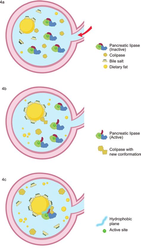 Cross Section Of The Duodenum A When Dietary Fat Is Ingested Bile