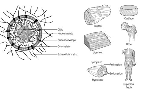 Fascia As A Body Wide Communication System Musculoskeletal Key