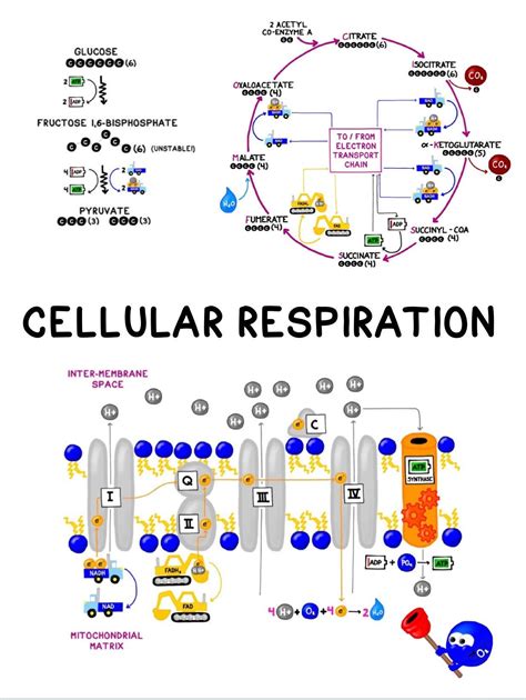 Cellular Respiration Diagram Ap Bio