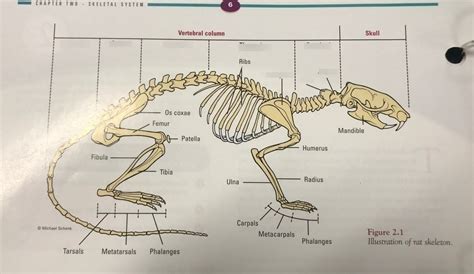 Rat Skeleton Pt 1 Diagram Quizlet