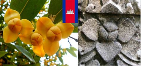 តោះ មកដឹងពីមូលហេតុចម្បង ដែលនាំឱ្យ « រំដួល ជាផ្កានិម្មិតរូបសម្រាប់ប្រជាជាតិកម្ពុជា Knongsrok