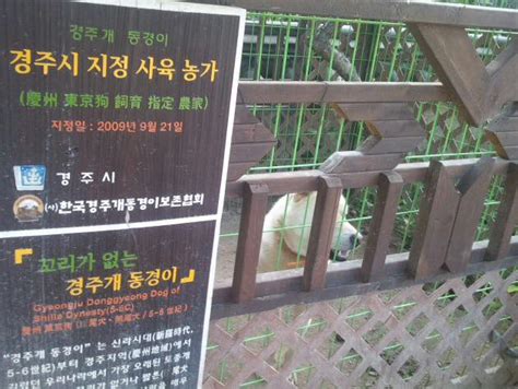 114번호안내 우리가 지키지 못할뻔한 동경이를