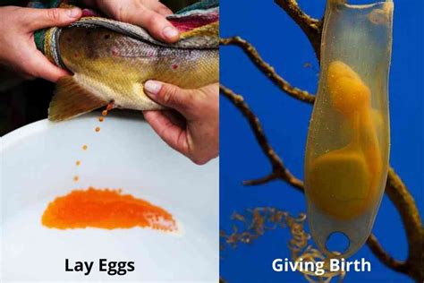 Do Fish Lay Eggs A Deep Dive Into How Fishes Reproduce